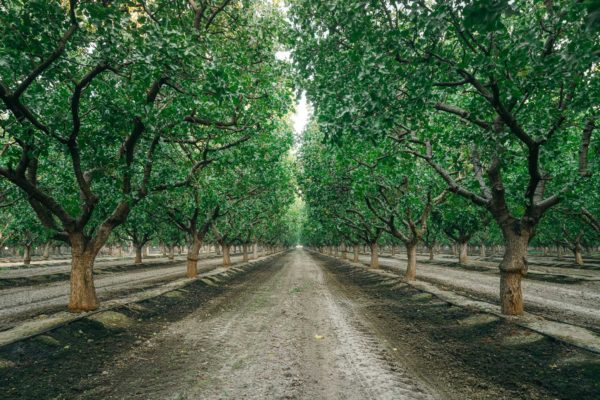 Our Promise - Nichols Farms